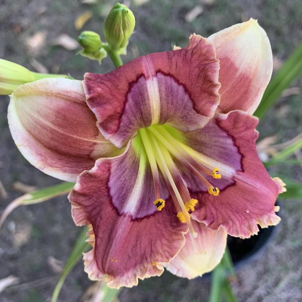 Photo of the bloom of Daylily (Hemerocallis 'Lillian's Pretty and ...