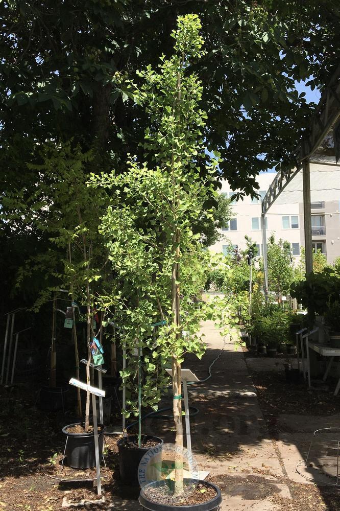 Photo of the seedling or young plant of Maidenhair Tree (Ginkgo biloba ...