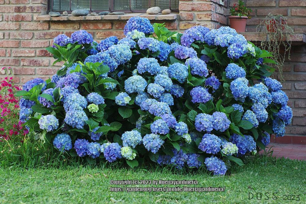 Photo of the entire plant of Bigleaf Hydrangea (Hydrangea macrophylla ...