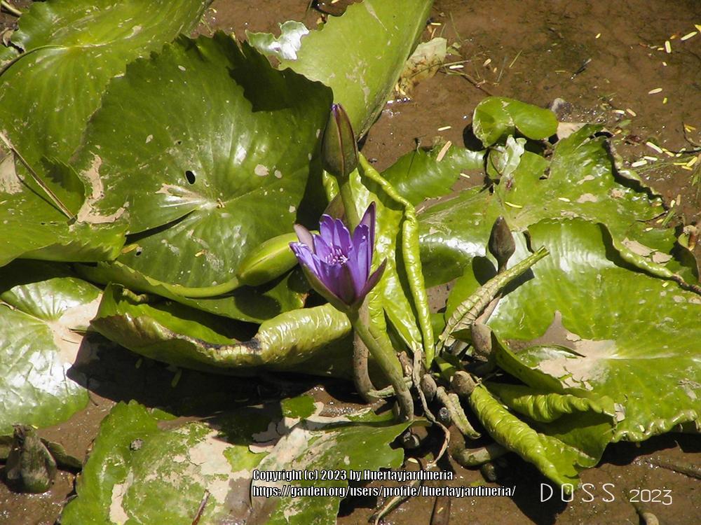 Photo of the entire plant of Blue Lotus of the Nile Lily (Nymphaea ...