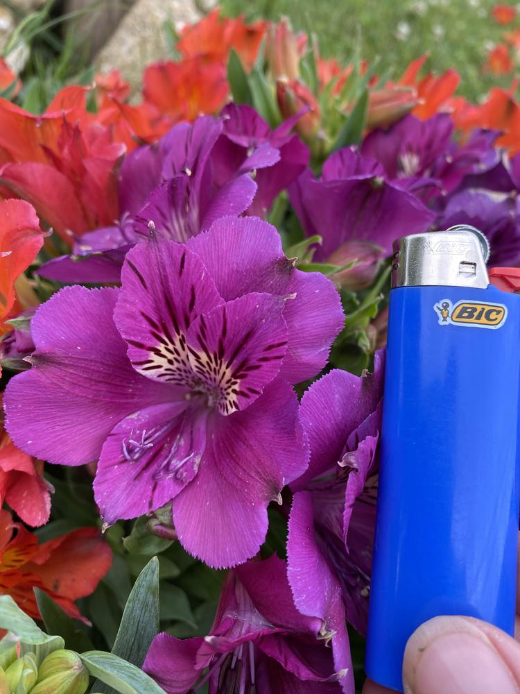 Photo of the bloom of Peruvian Lily (Alstroemeria Colorita® Tamara ...