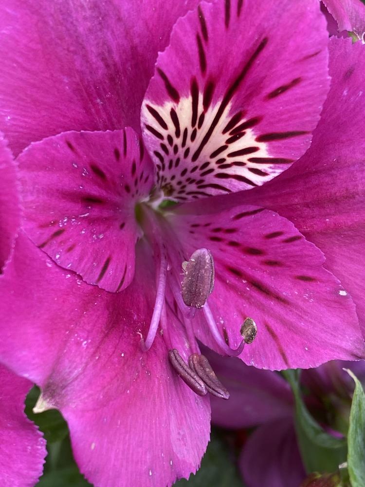 Photo of the bloom of Peruvian Lily (Alstroemeria Colorita® Tamara ...