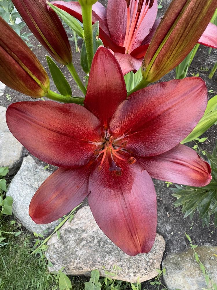 Photo of the bloom of Lily (Lilium 'Bataleon') posted by Raimisx9 ...