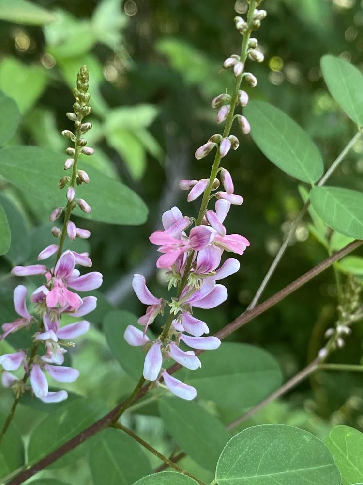 Photo of the bloom of Pink-Flower Indigo (Indigofera amblyantha) posted ...