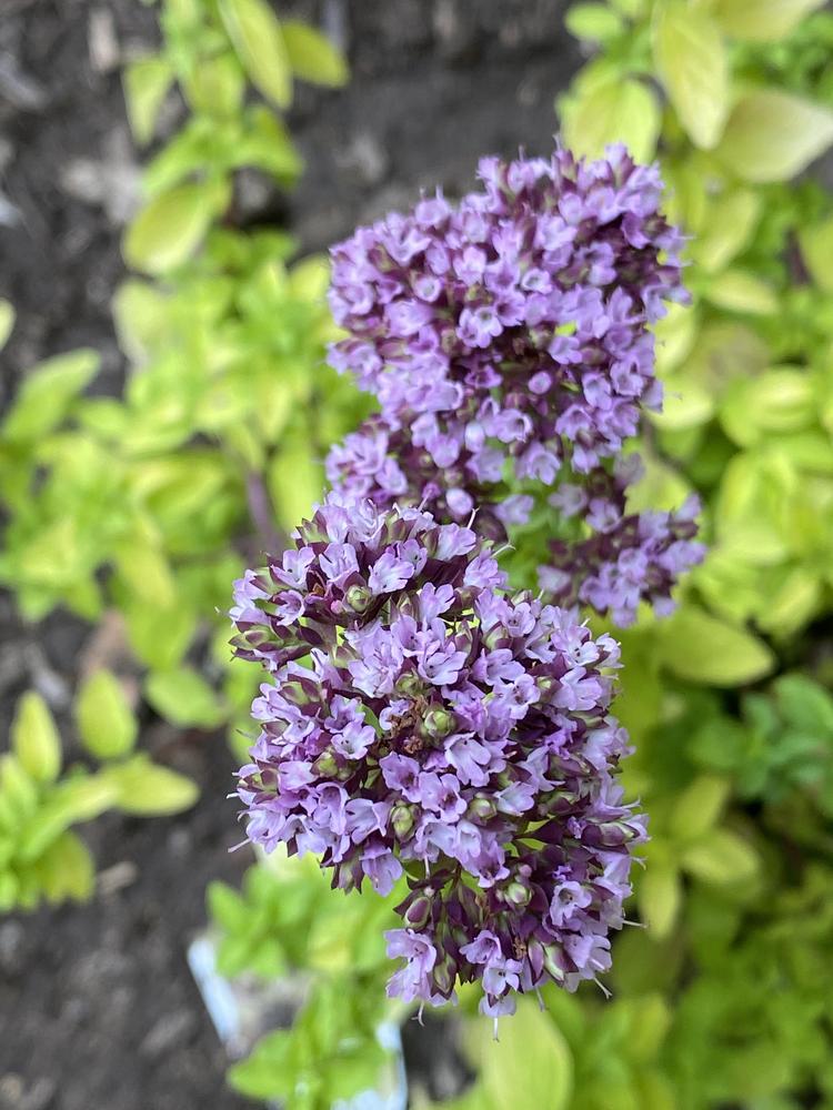 Photo of the bloom of Ornamental Oregano (Origanum 'Drops of Jupiter ...