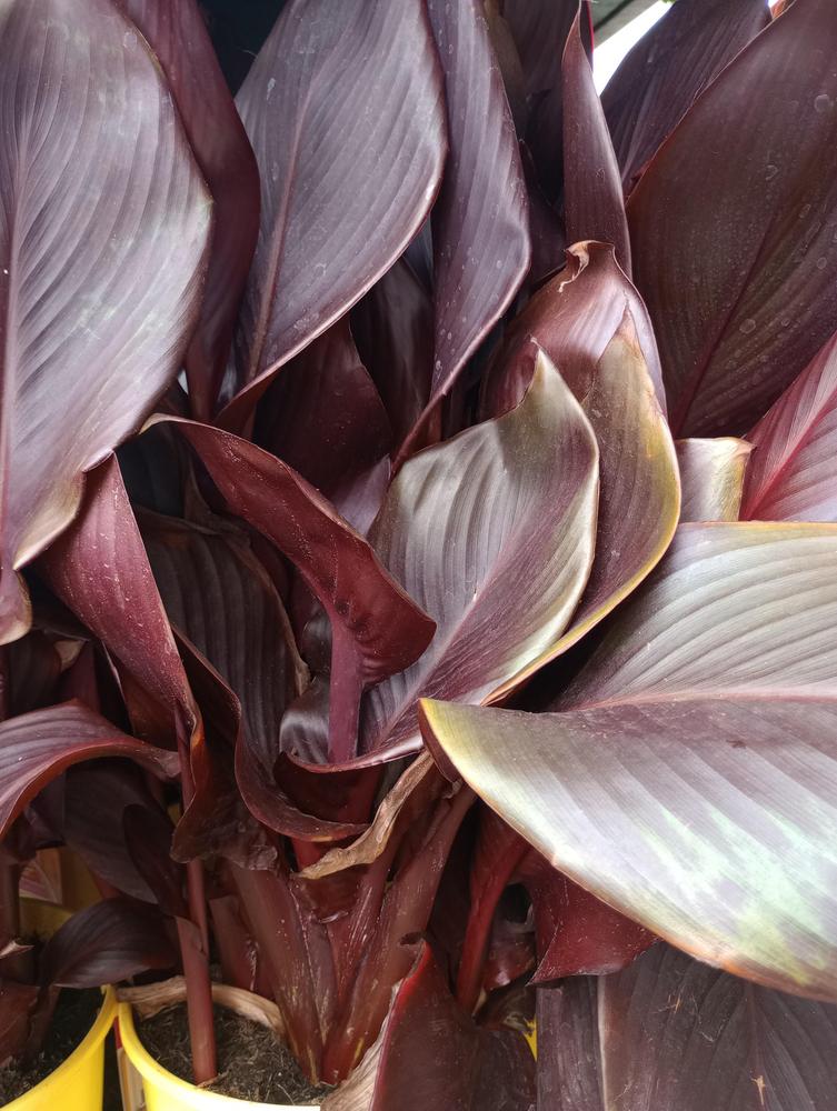 Canna Sunscape™ Lava Rock in the Cannas Database - Garden.org