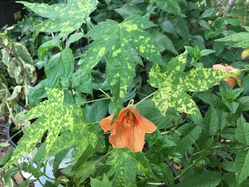 Photo of the leaves of Abutilon (Callianthe picta 'Thompsonii') posted ...