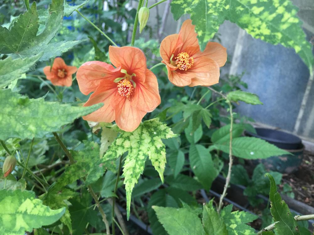 Photo of the bloom of Abutilon (Callianthe picta 'Thompsonii') posted ...