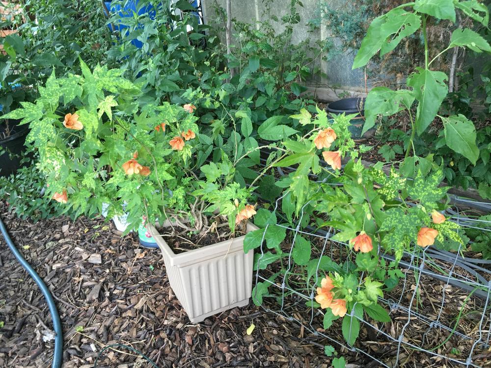 Photo of the entire plant of Abutilon (Callianthe picta 'Thompsonii ...