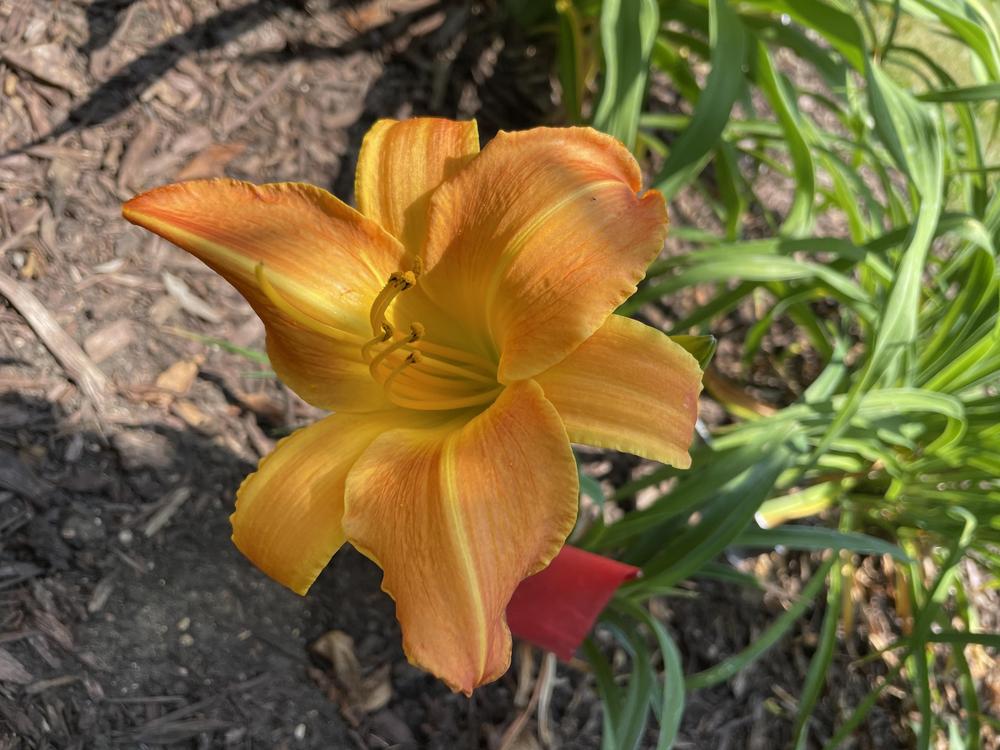 Photo of the bloom of Daylily (Hemerocallis 'Bright Sunset') posted by ...