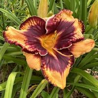 Photo of the bloom of Daylily (Hemerocallis 'Gavin Petit') posted by ...