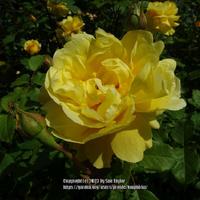 Photo of the bloom of Rose (Rosa 'Buttercup') posted by kniphofia ...