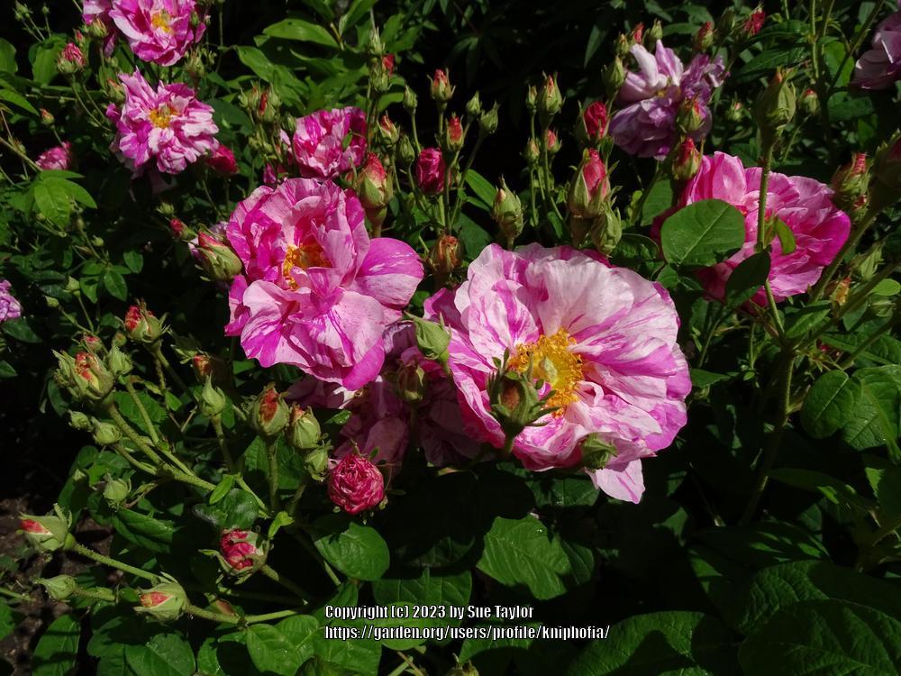 Photo of the bloom of Rose (Rosa 'Rosa Mundi') posted by kniphofia ...