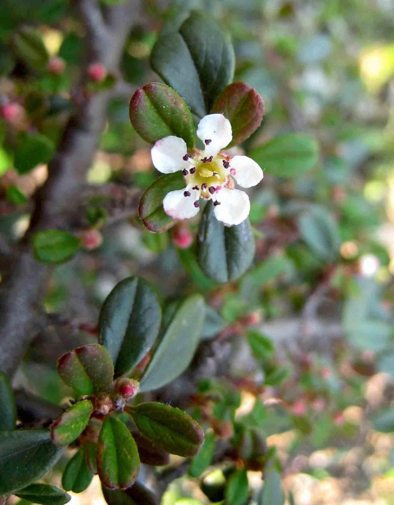 Photo of the bloom of Bearberry Cotoneaster (Cotoneaster dammeri ...