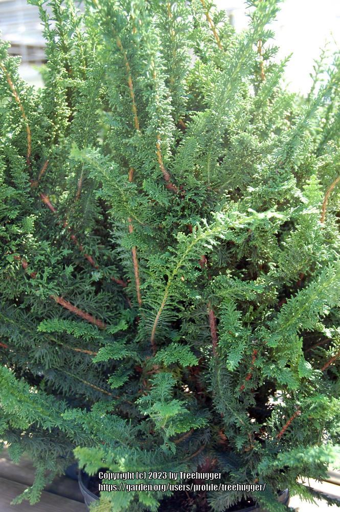 Hinoki Cypress (Chamaecyparis obtusa 'Filicoides Compacta') - Garden.org