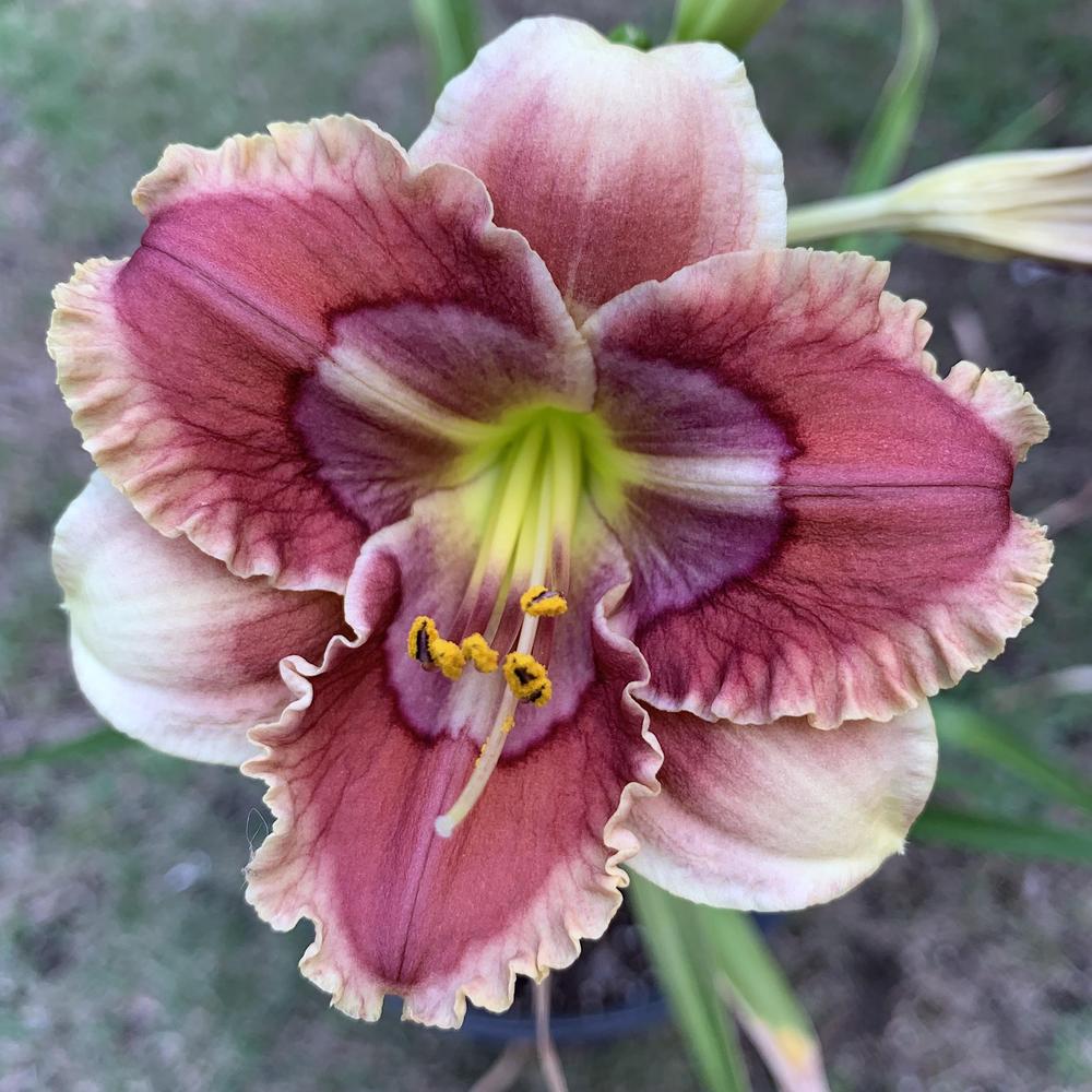 Photo of the bloom of Daylily (Hemerocallis 'Lillian's Pretty and ...