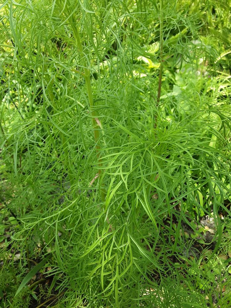 What plant is this? in the Plant ID forum - Garden.org