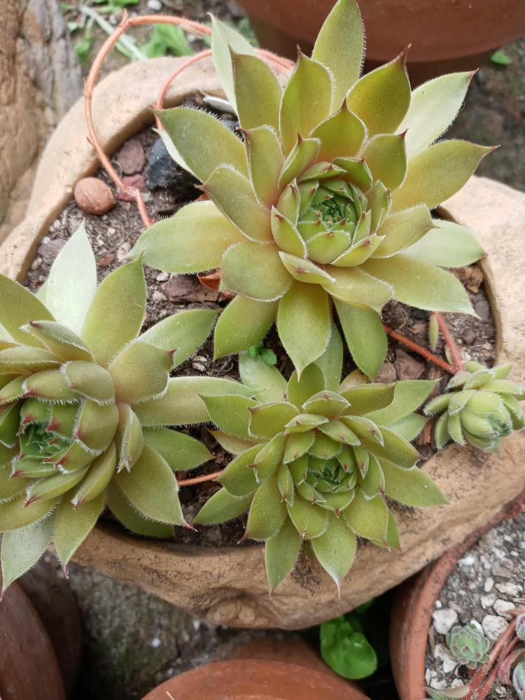 Photo of the entire plant of Hen and Chicks (Sempervivum 'Gelber Stern ...