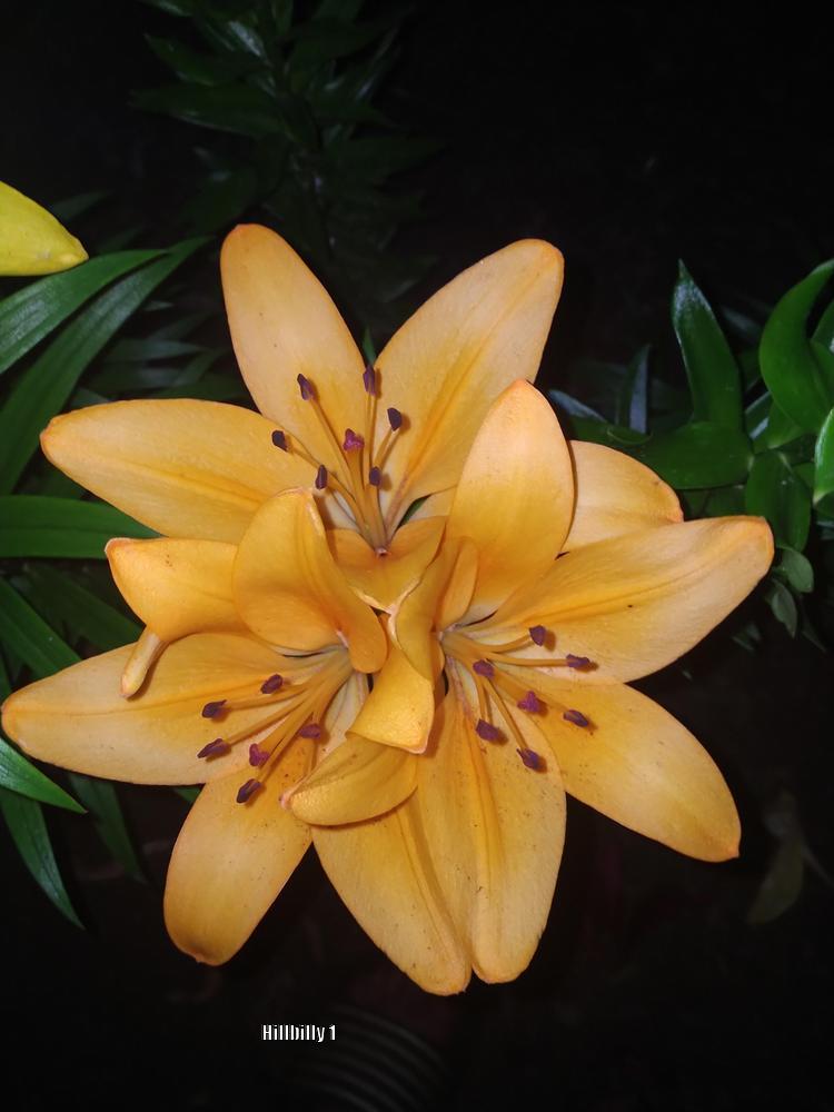 Photo of the bloom of Lily (Lilium 'Menorca') posted by HoodLily ...