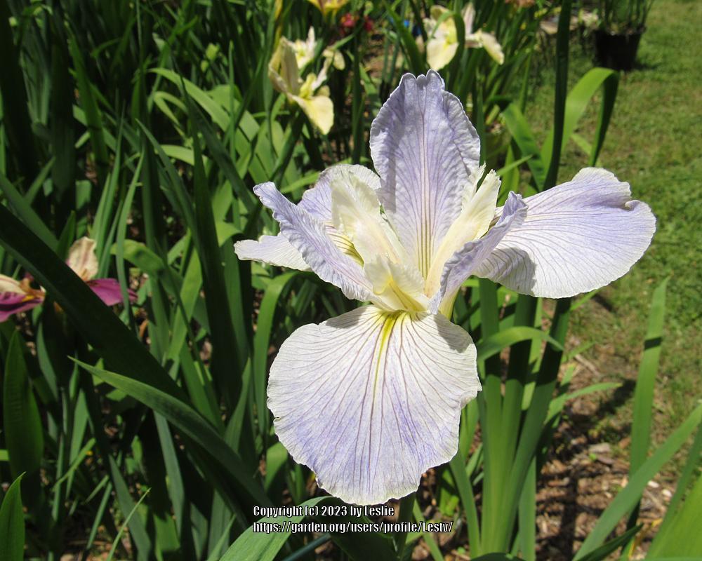 Photo of the bloom of Louisiana Iris (Iris 'Delta Dove') posted by ...