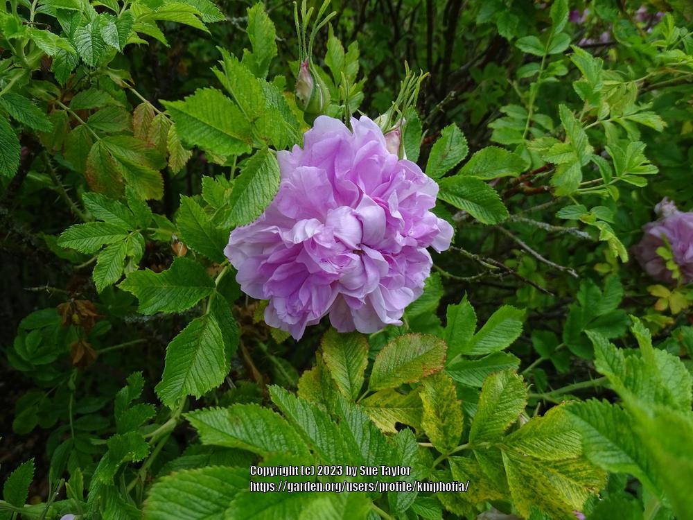 Photo of the bloom of Rose (Rosa 'Mrs. Doreen Pike') posted by ...
