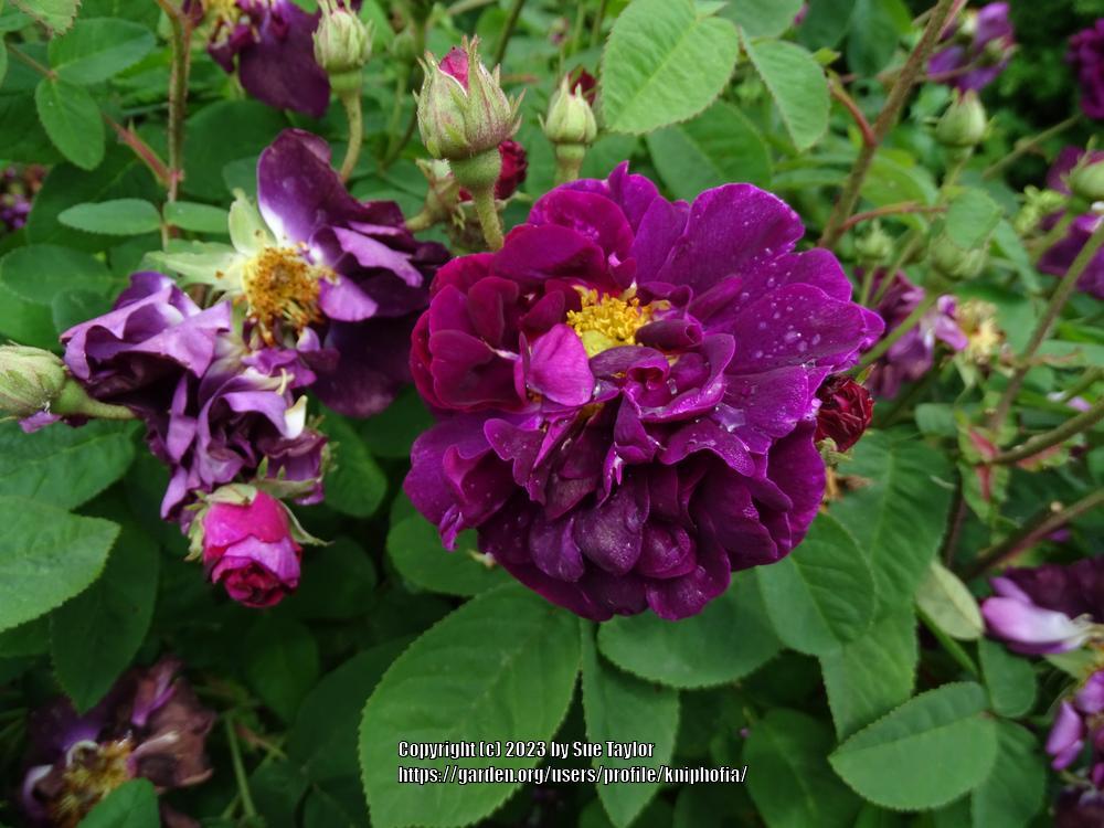 Photo of the bloom of Rose (Rosa 'Tuscany Superb') posted by kniphofia ...