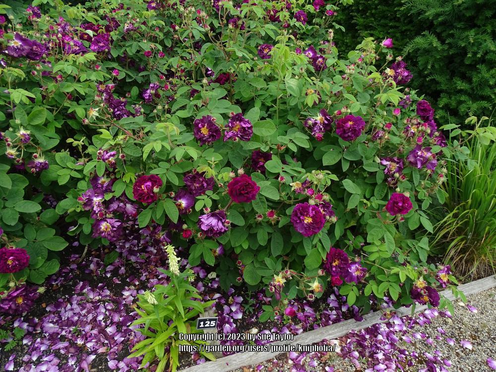 Photo of the entire plant of Rose (Rosa 'Tuscany Superb') posted by ...