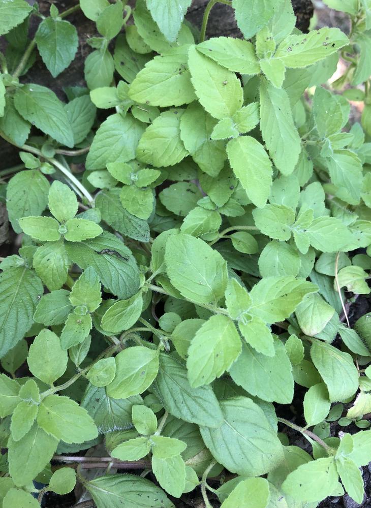 Photo of the leaves of Field Mint (Mentha canadensis 'Banana') posted ...