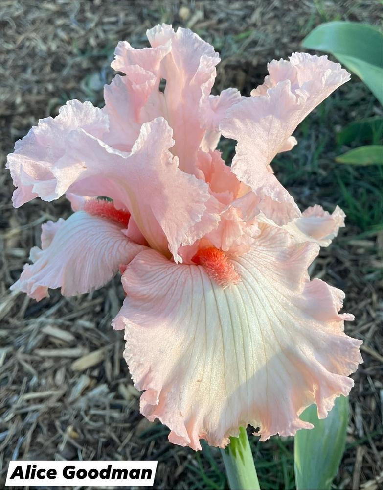 Photo of the bloom of Tall Bearded Iris (Iris 'Alice Goodman') posted ...