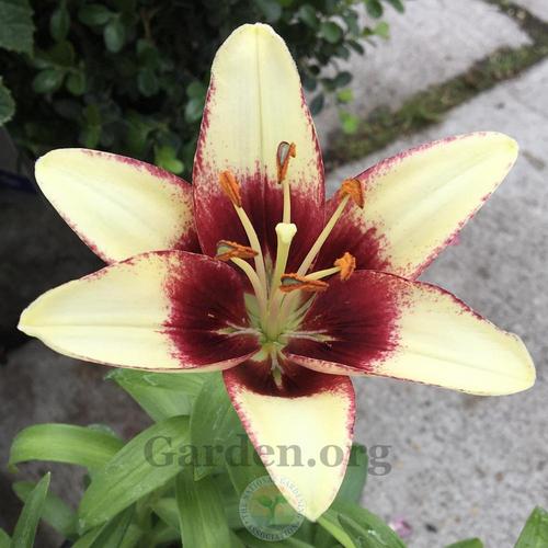 Lily (Lilium FantAsiatic® Hot-Spot White) in the Lilies Database ...