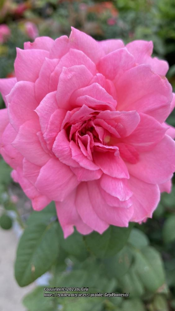 Photo of the bloom of Rose (Rosa 'True Inspiration') posted by ...