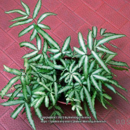 Bird's Foot Fern (Pteris parkeri) - Garden.org