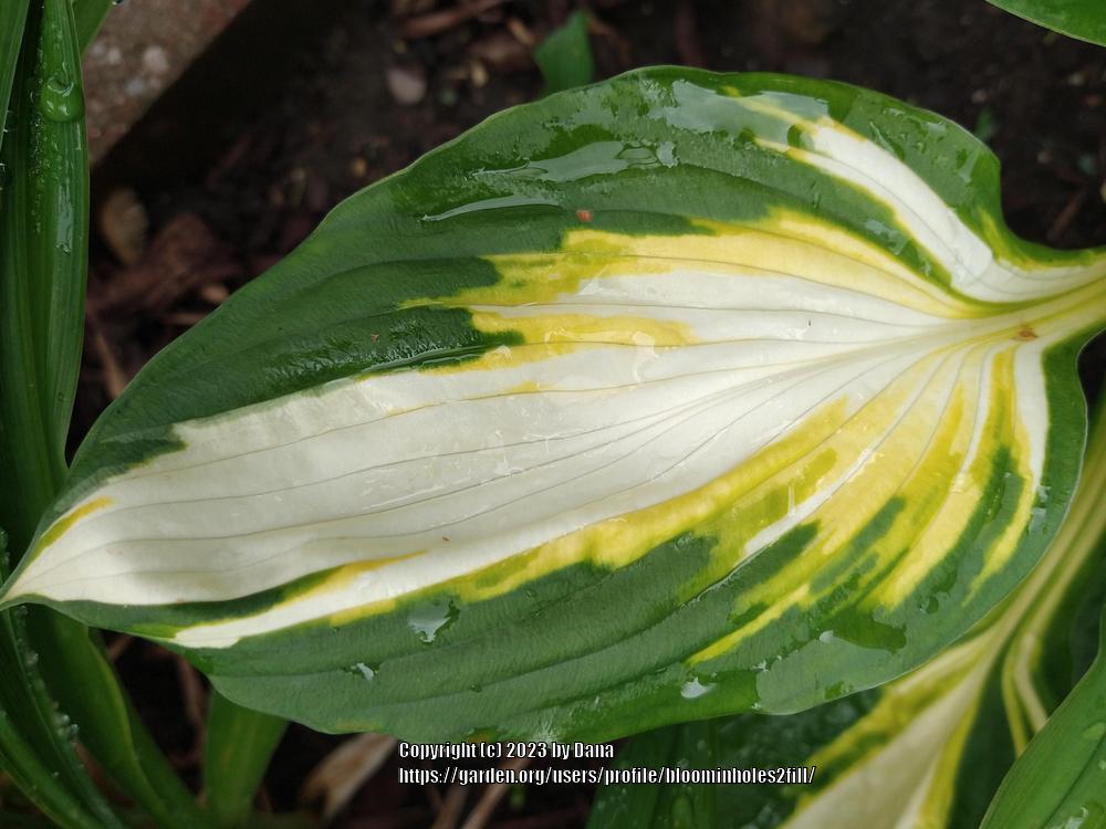 Photo of the leaves of Hosta 'Color Festival' posted by ...
