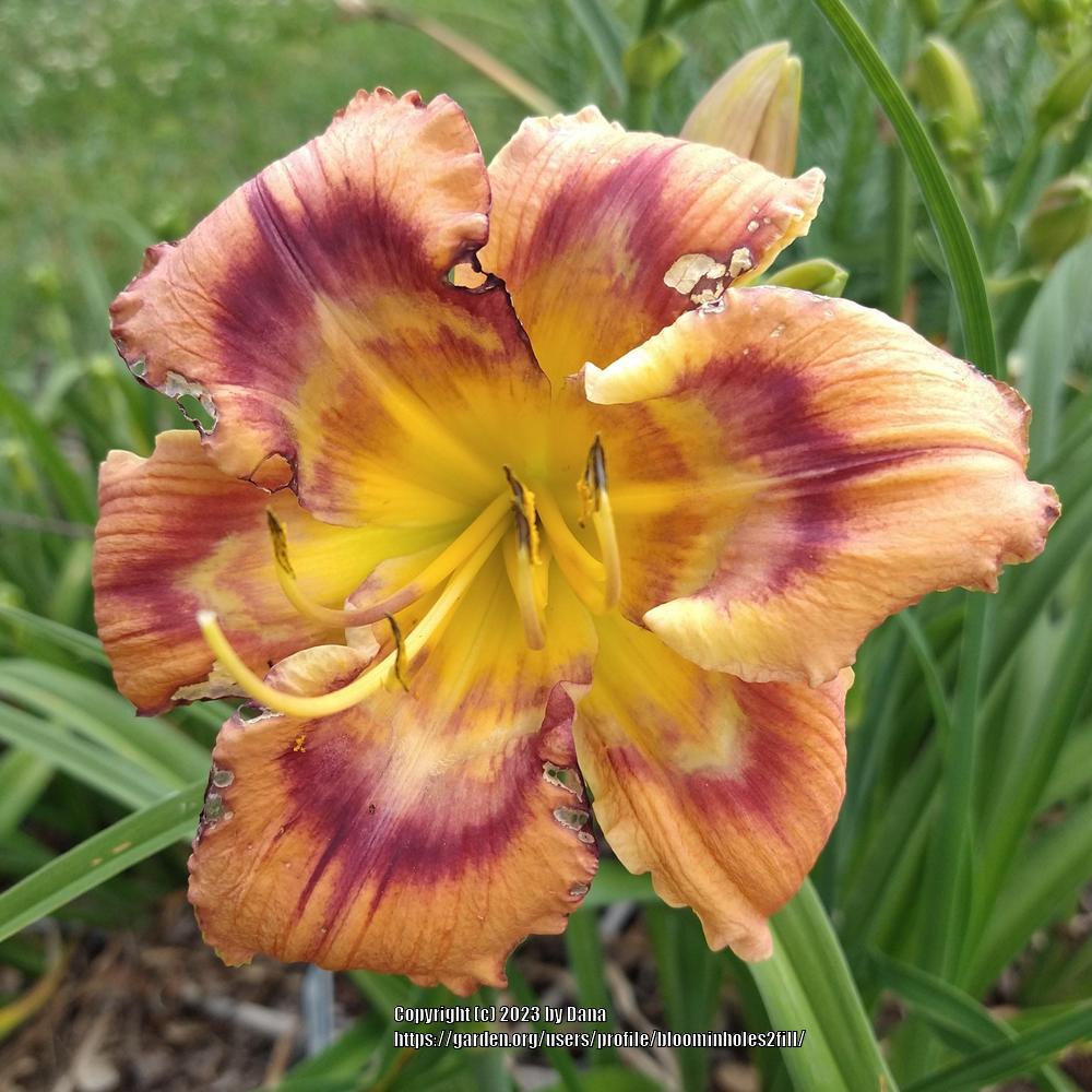 Photo of the bloom of Daylily (Hemerocallis 'One Night Pollination ...