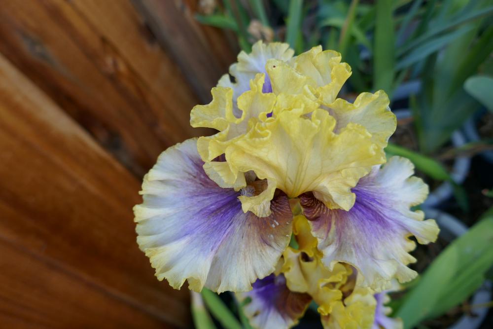 Tall Bearded Iris (Iris 'Color Mash') in the Irises Database - Garden.org