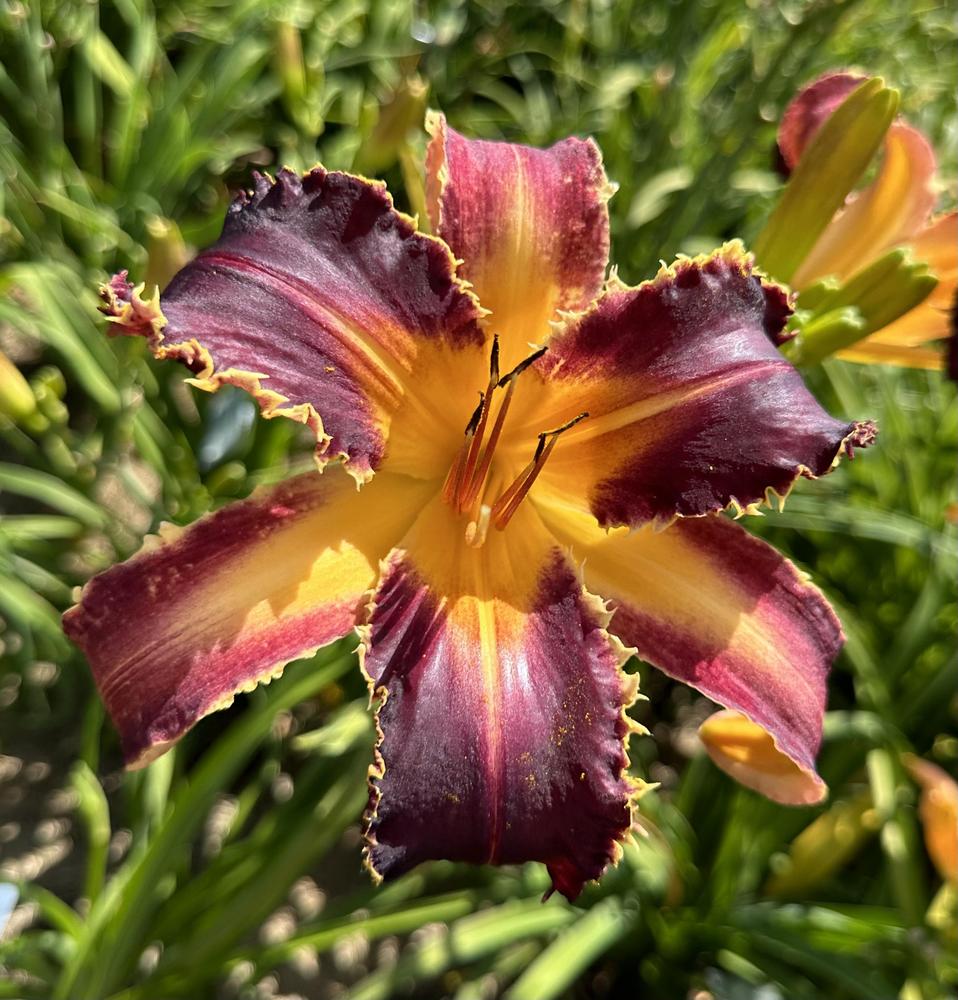 Photo of the bloom of Daylily (Hemerocallis 'Vampire Bat') posted by ...