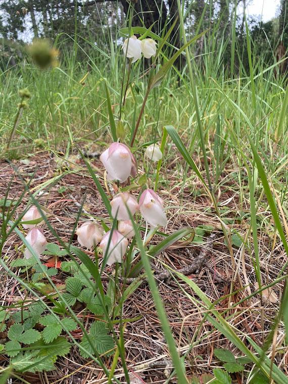 Photo of the entire plant of White Globe Lily (Calochortus albus ...
