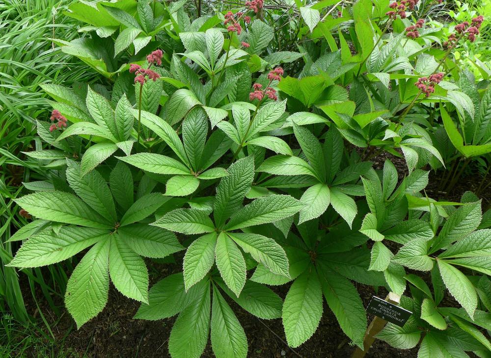 Photo of the entire plant of Featherleaf Rodgersia (Rodgersia pinnata ...