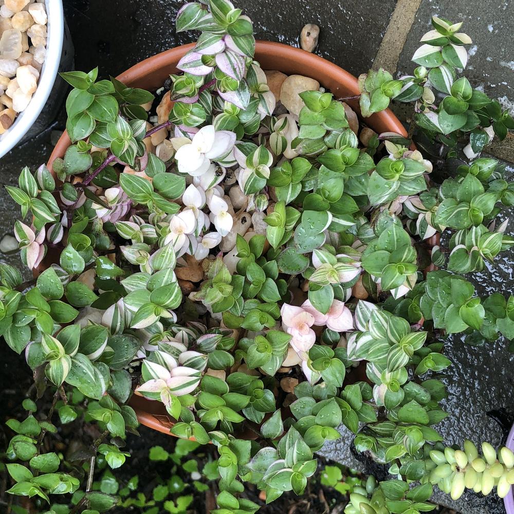 Photo of the entire plant of Variegated Inch Plant (Callisia repens ...