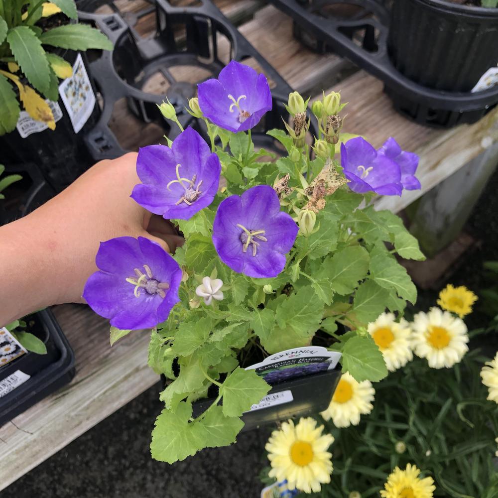 Photo of the entire plant of Bellflower (Campanula carpatica 'Rapido ...