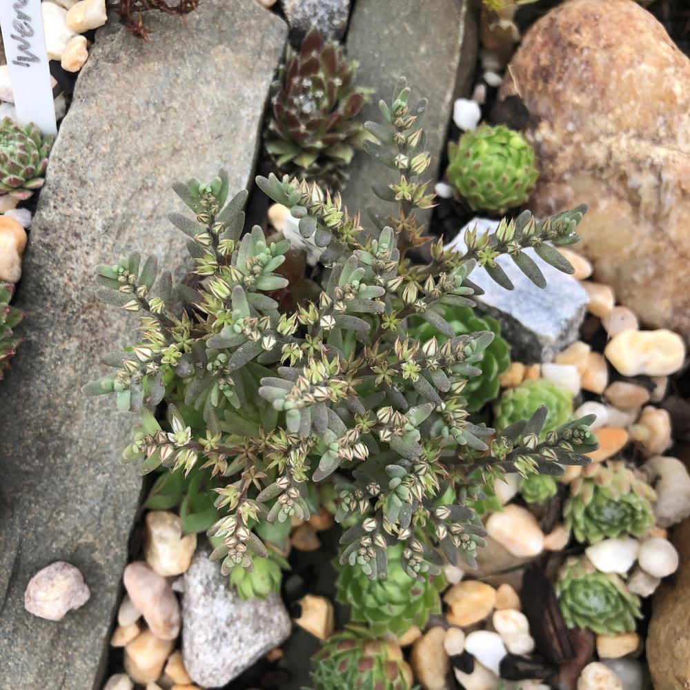 Photo of the entire plant of Red Stonecrop (Sedum rubens 'Lizard of ...