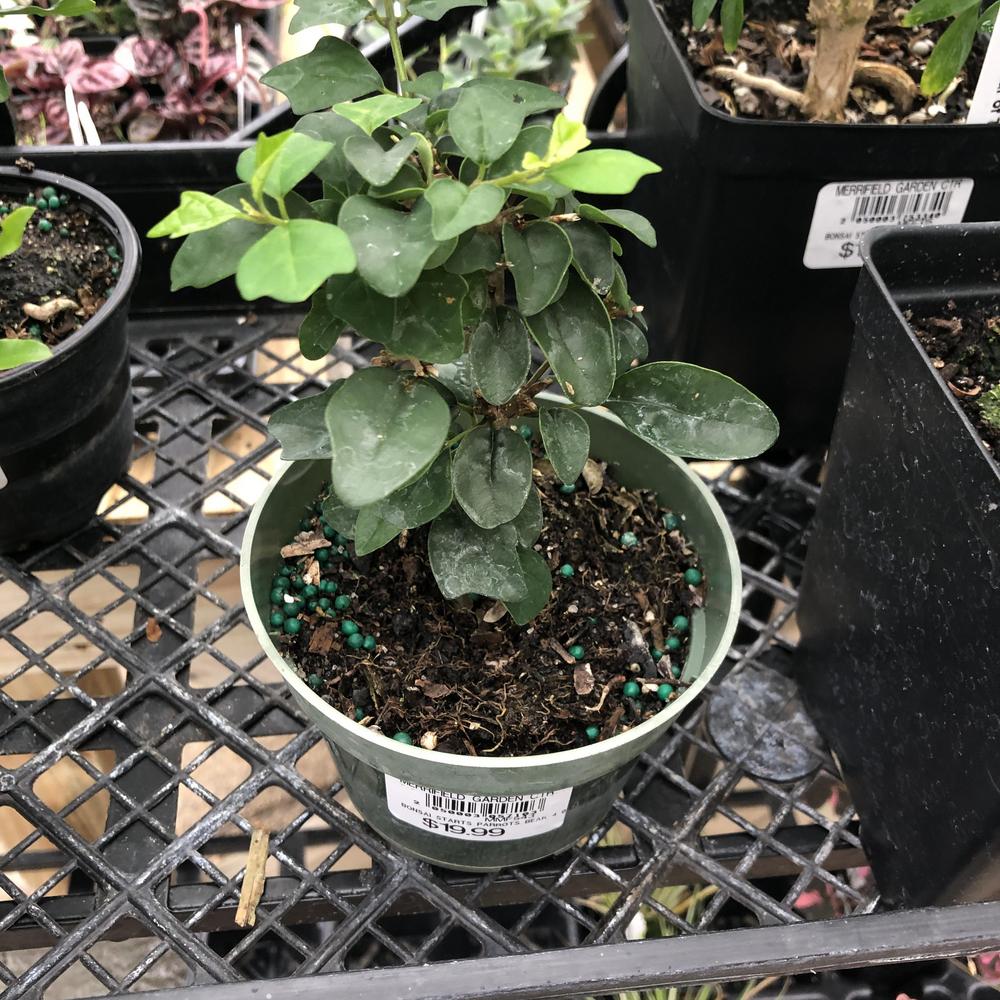 Parrot's Beak (Gmelina philippensis) - Garden.org