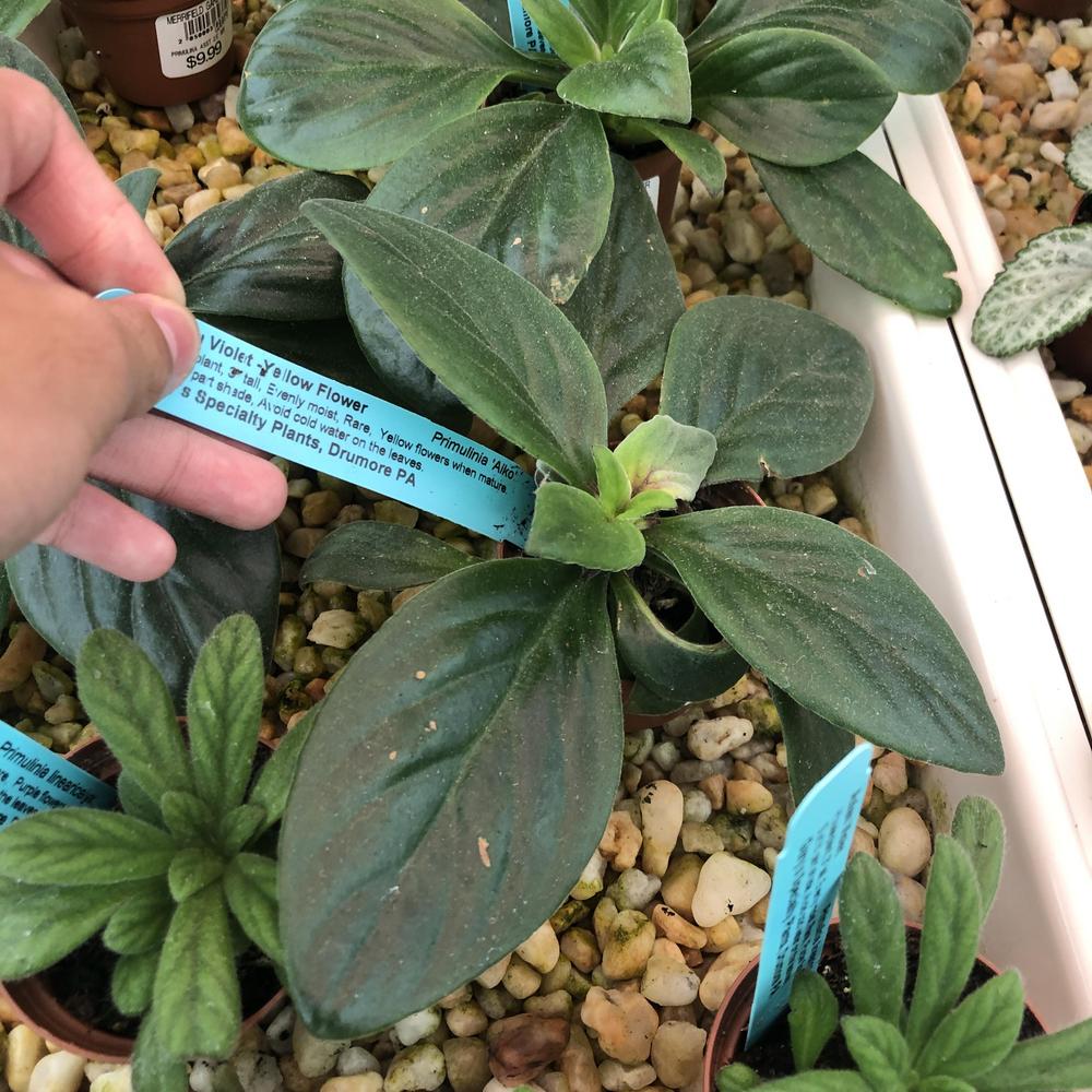 Photo of the entire plant of Chirita (Primulina 'Aiko') posted by ...