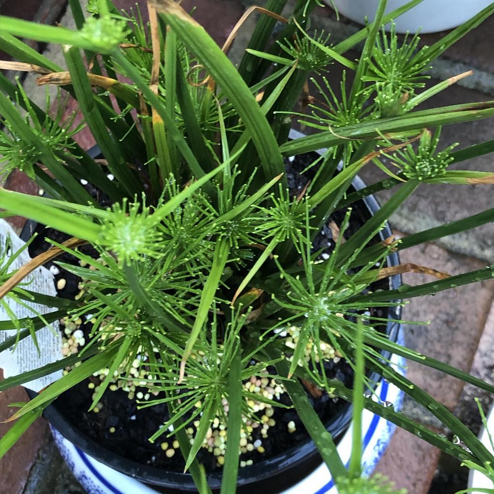 Photo of the entire plant of Dwarf Papyrus (Cyperus prolifer 'Cleopatra ...