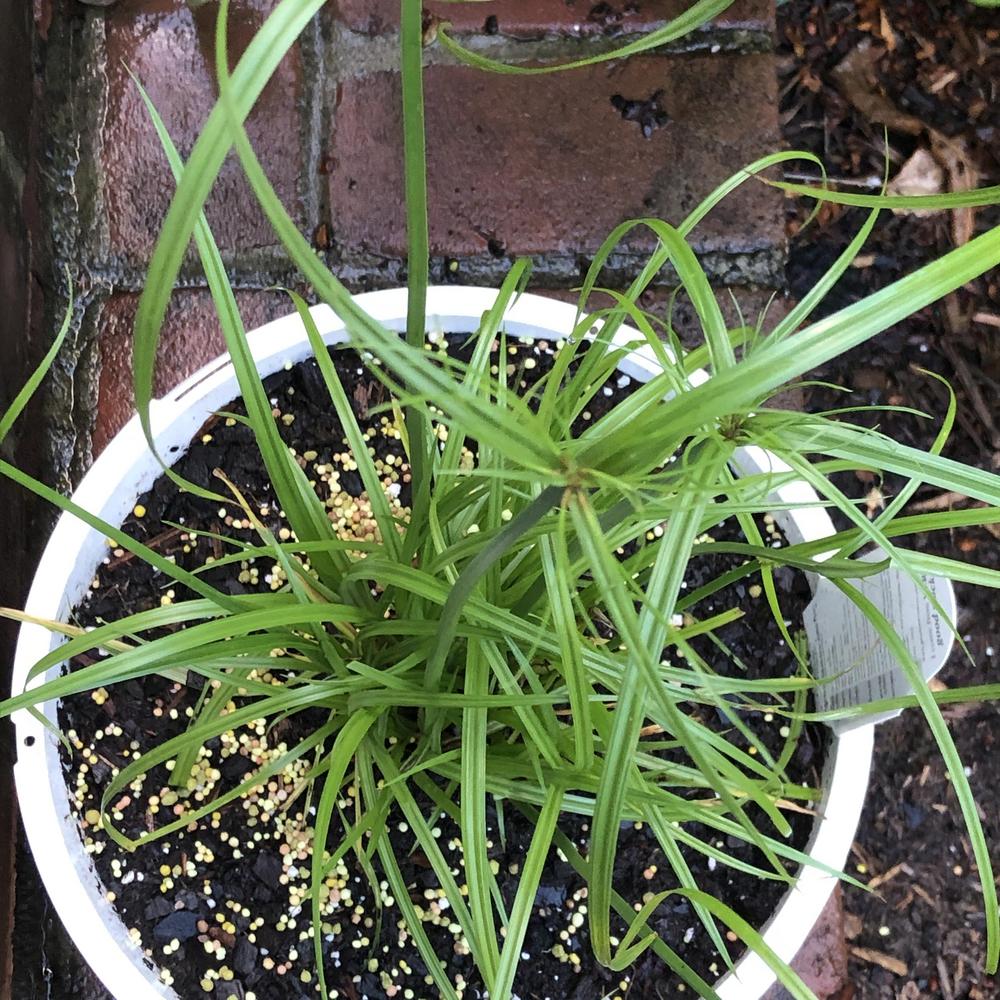 Photo of the entire plant of Papyrus (Cyperus papyrus Graceful Grasses ...