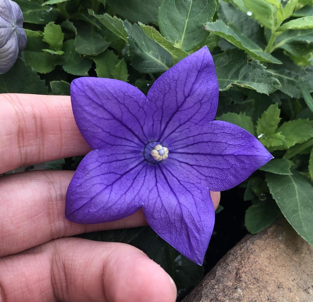 Photo of the bloom of Balloon Flower (Platycodon grandiflorus ...