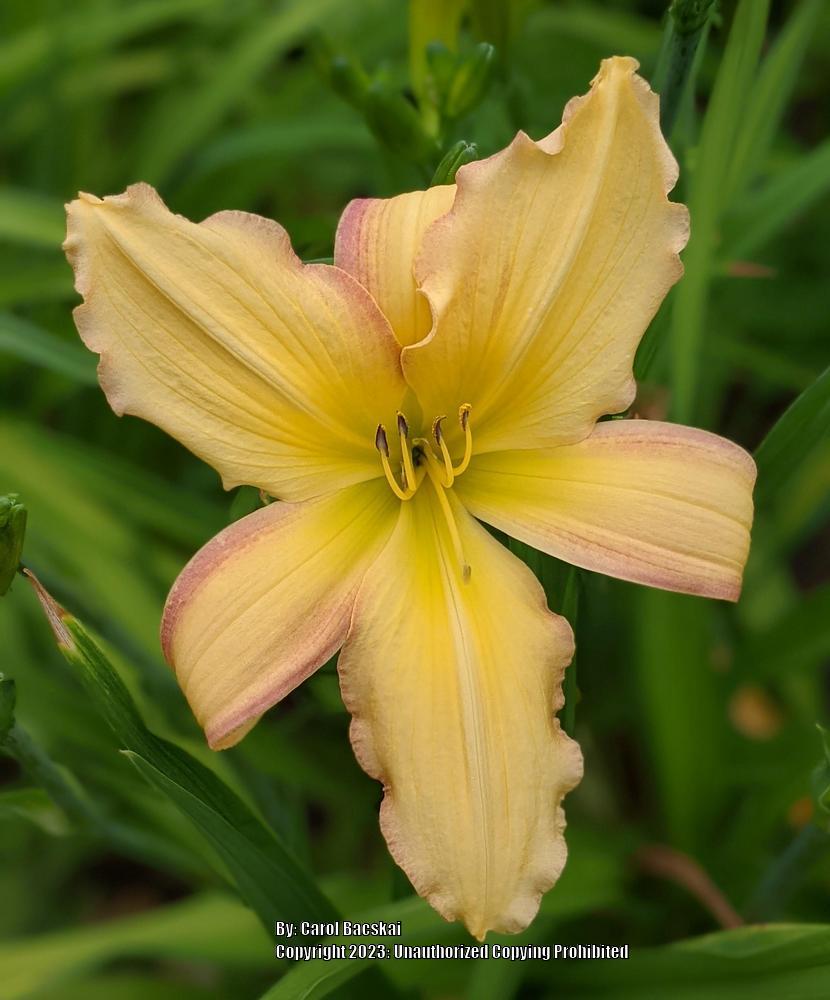 Daylily (Hemerocallis 'Painter's Splash') in the Daylilies Database - Garden.org