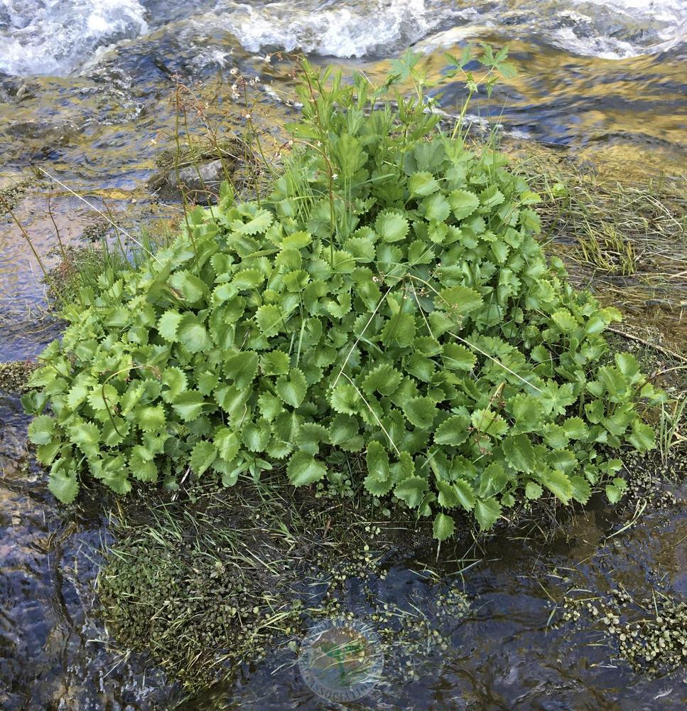Photo of the leaves of Brook Saxifrage (Micranthes odontoloma) posted ...