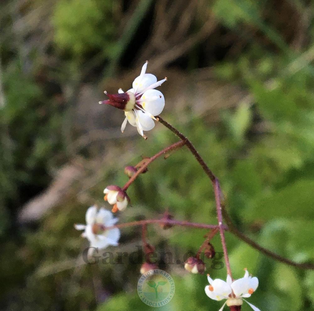Photo of the bloom of Brook Saxifrage (Micranthes odontoloma) posted by ...