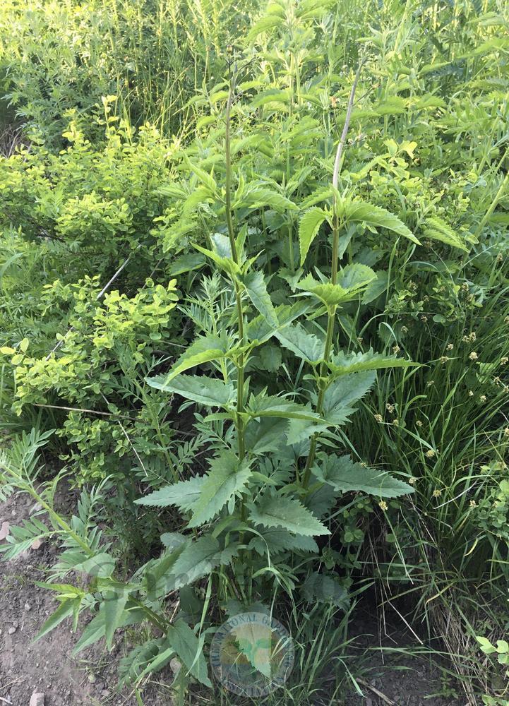 Photo of the entire plant of Early Figwort (Scrophularia lanceolata ...